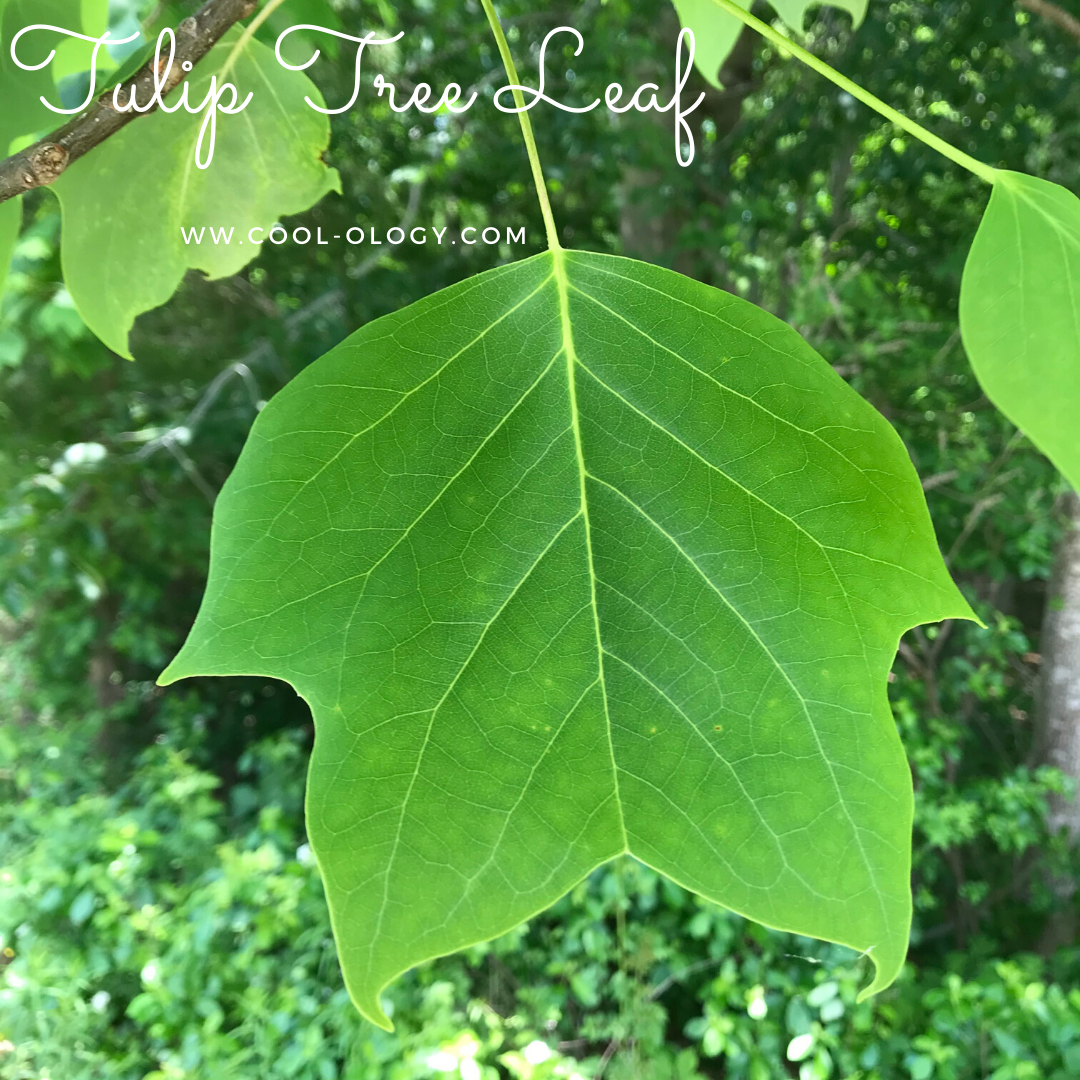 Don’t Blink or You’ll Miss These Beauties: Tulip Trees – Cool-ology®